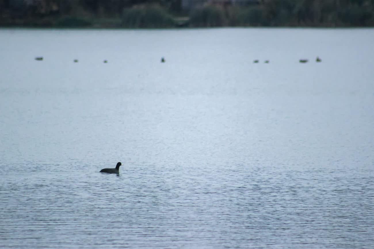 LE MONSTRE DU LOCH NESS : et si c’était une anguille géante