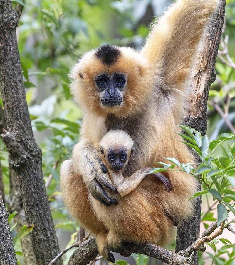 INDE : Des scientifiques découvrent une espèce de singe du Miocène - BTLV