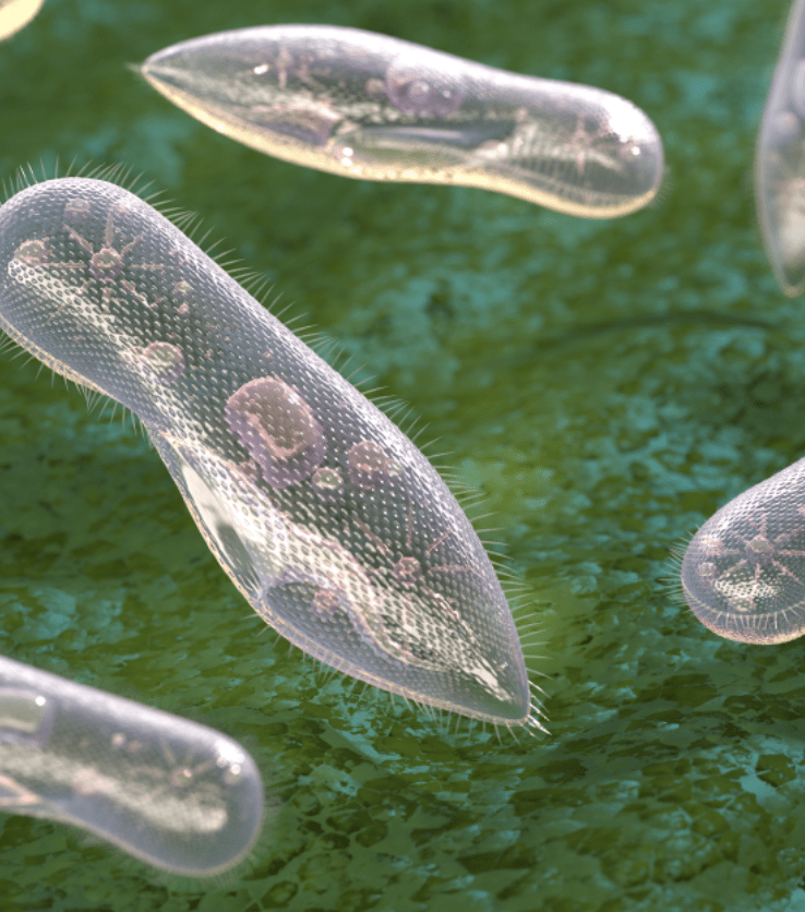 Il y a 3,5 milliards d’années les premières formes de vie étaient ...