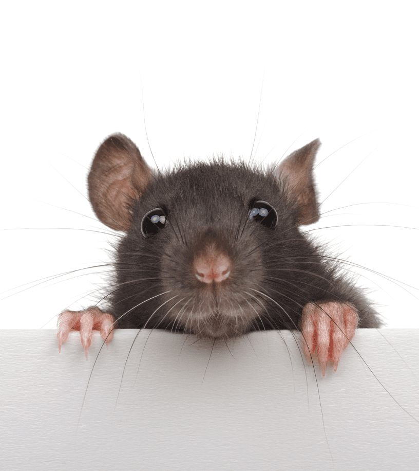 Une nouvelle protéine a permis à une souris paralysée de marcher