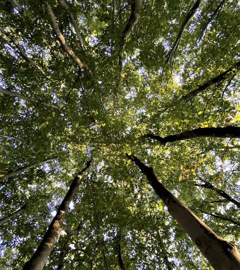 Japon, la forêt maudite d’Aokigahara
