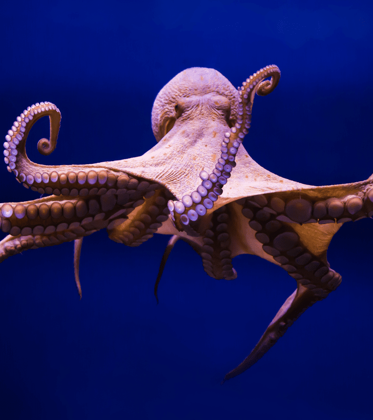 Comme les humains, les poulpes feraient des rêves!