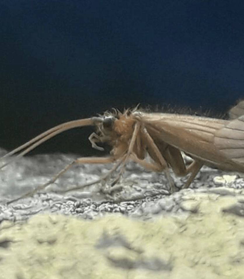 Un nouvel insecte nommé coronavirus