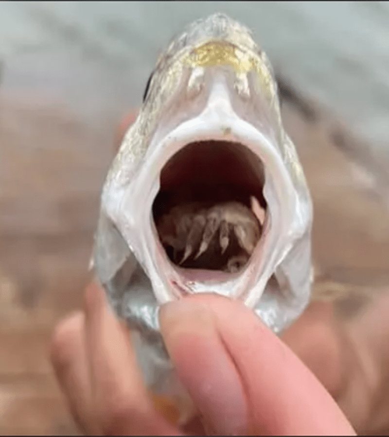 Un parasite mangeur de langue retrouvé dans la bouche d’un poisson