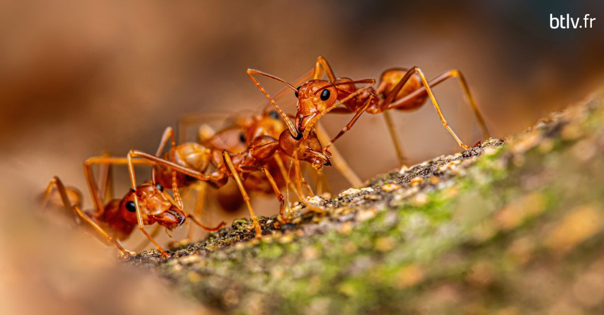 Une infestation monstrueuse de fourmis de feu à Hawaï - BTLV