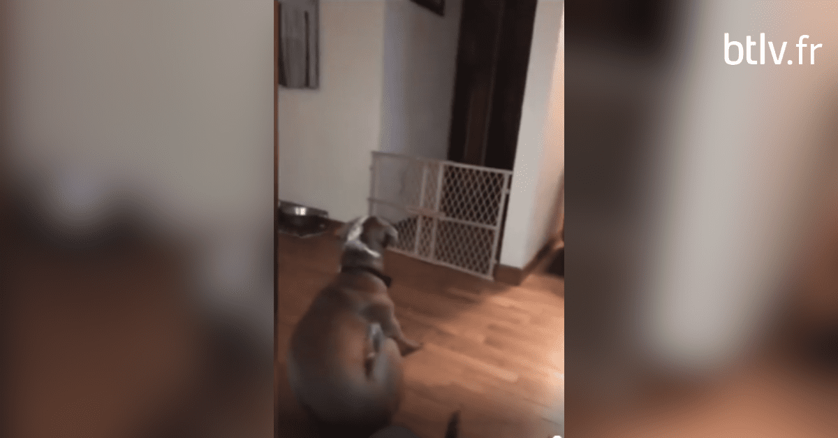 Un chien aurait-il observé un fantôme ? - BTLV